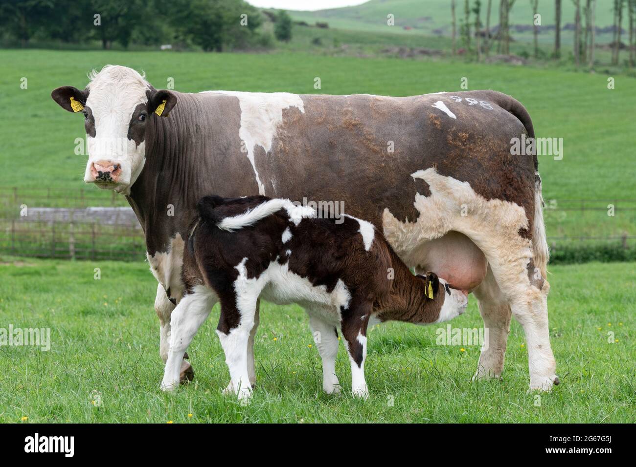 Simmental Cross High Resolution Stock Photography and Images - Alamy
