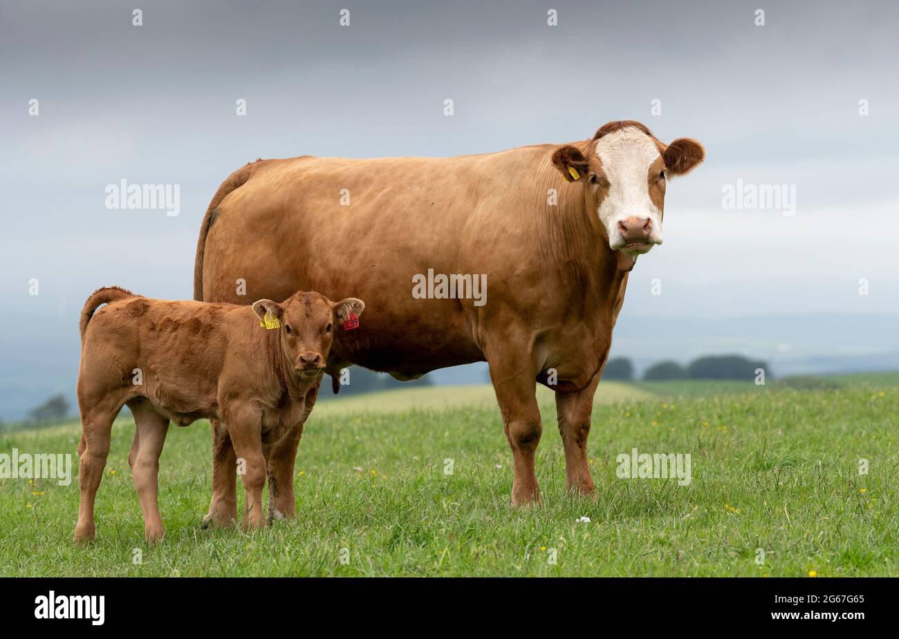Simmental Cross High Resolution Stock Photography and Images - Alamy