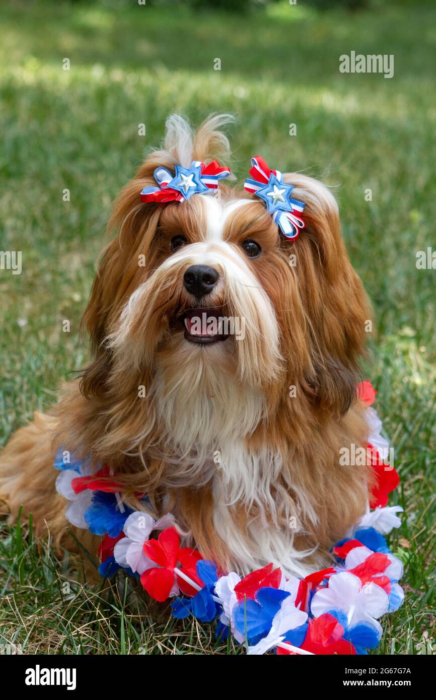 Orange havanese puppy dressed to celebrate independence day in the ...