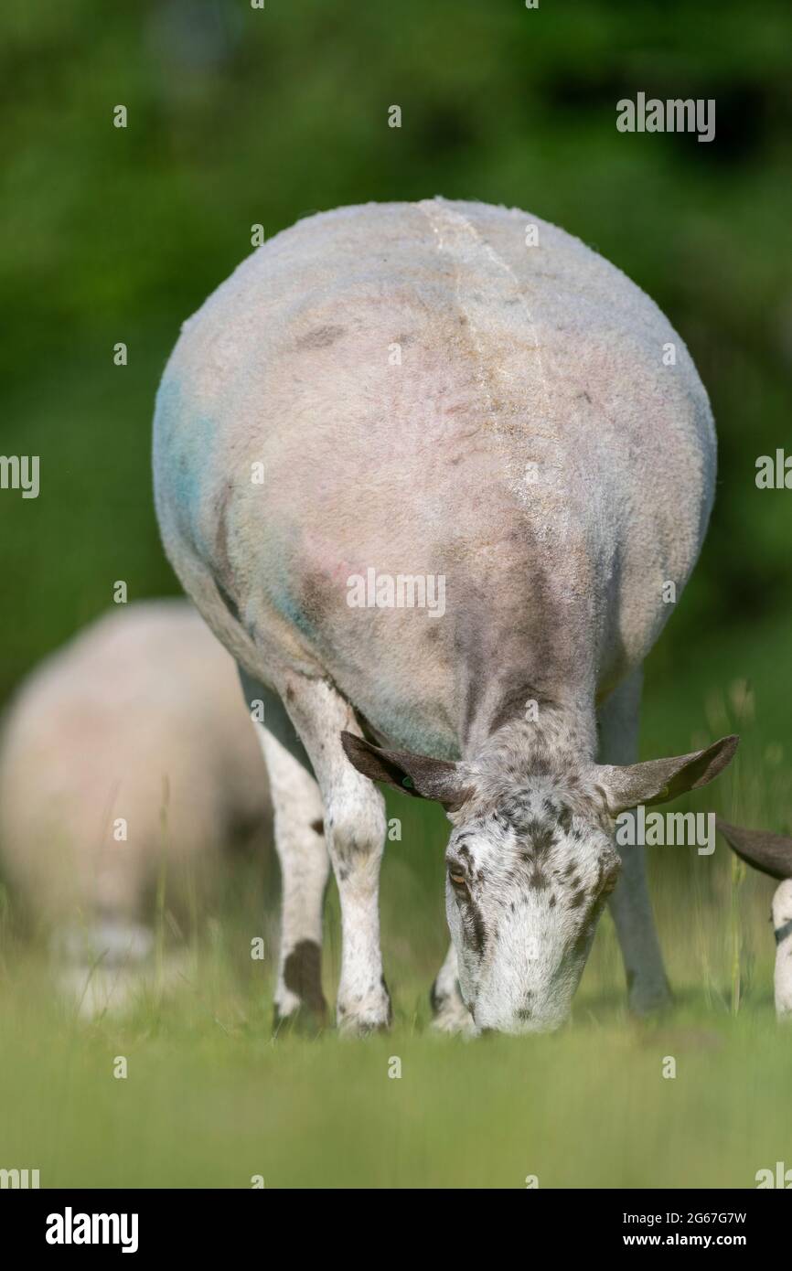 Fat sheep hi-res stock photography and images - Alamy