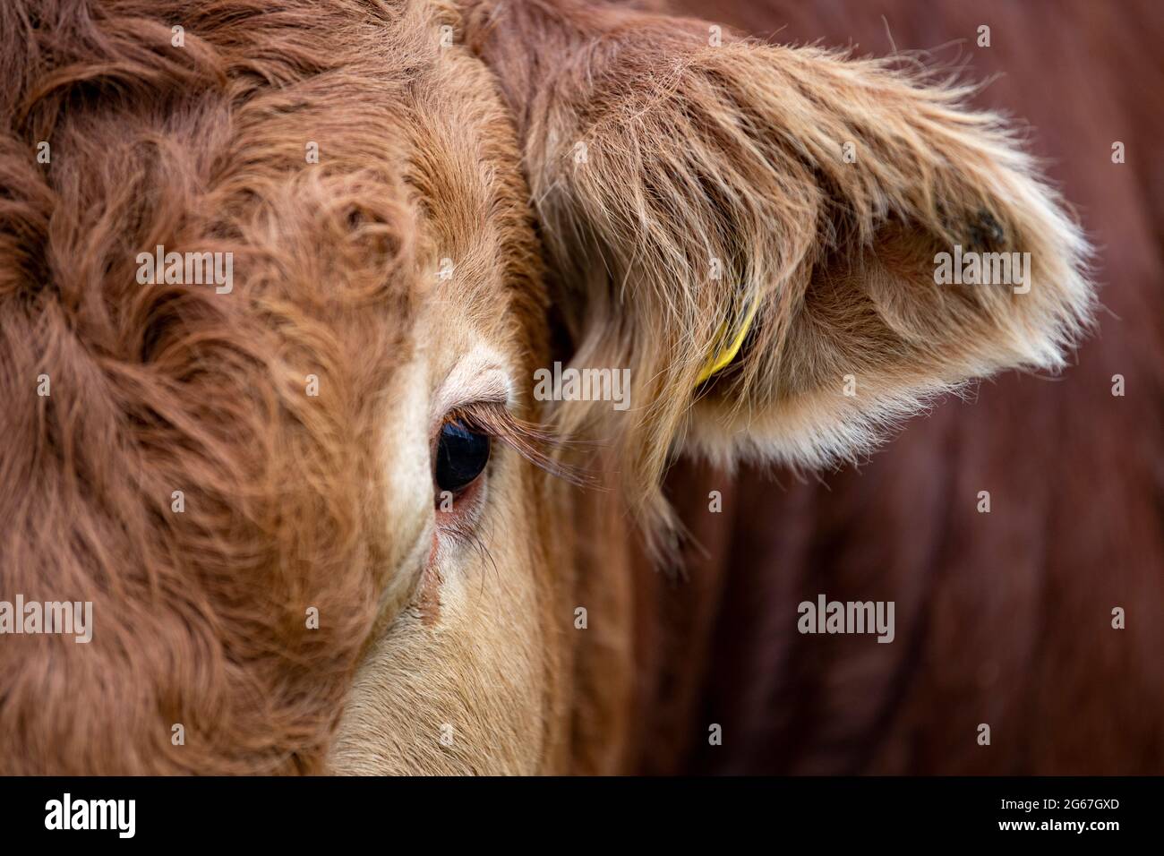 Close up bulls face hi-res stock photography and images - Alamy