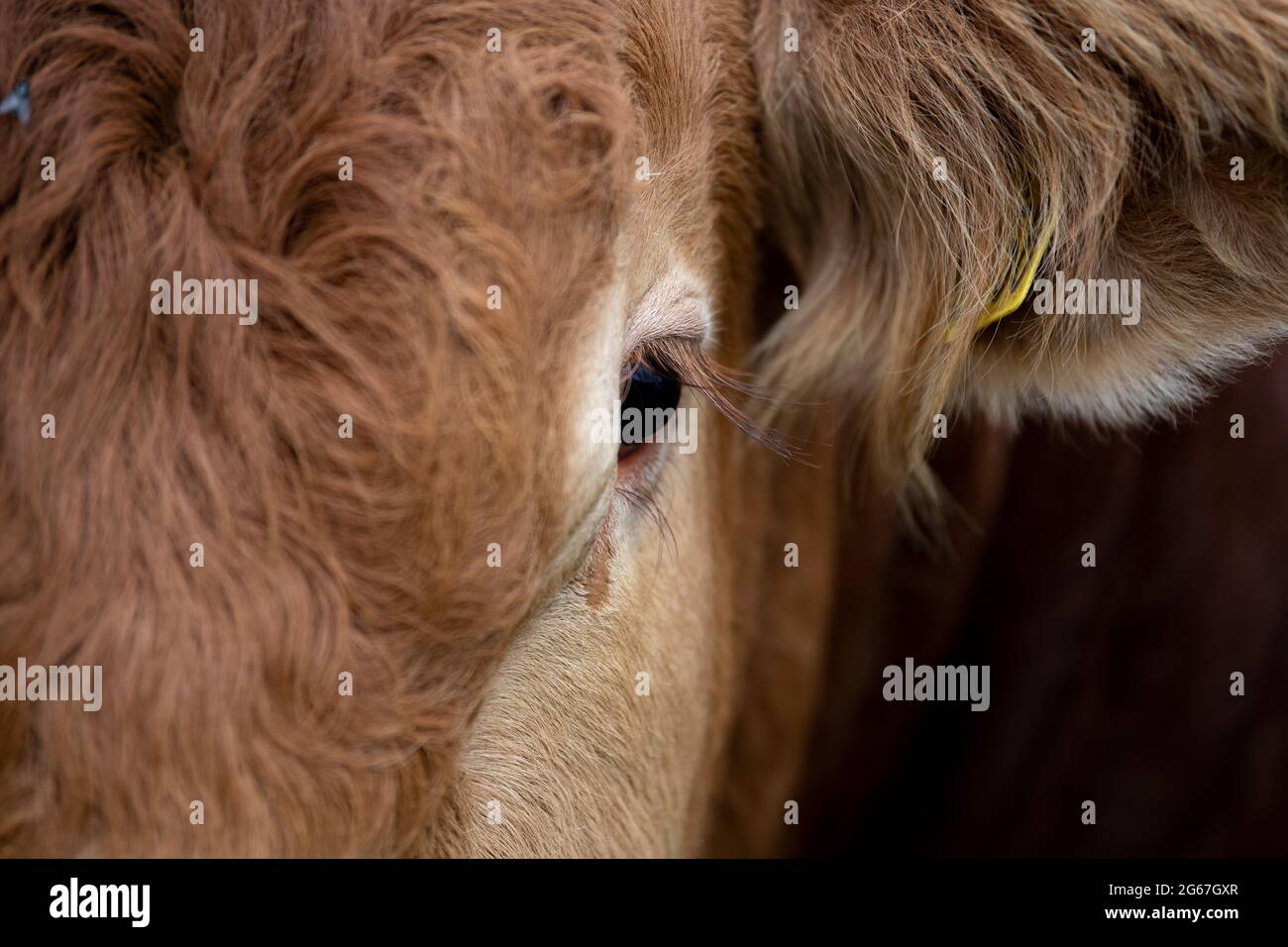 Limousin bulls head hi-res stock photography and images - Alamy