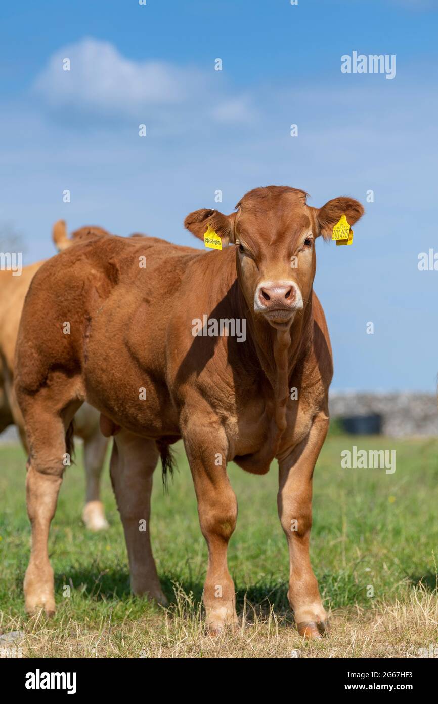 Pedigree Limousin beef calves, part of a herd near Slaidburn in the ...