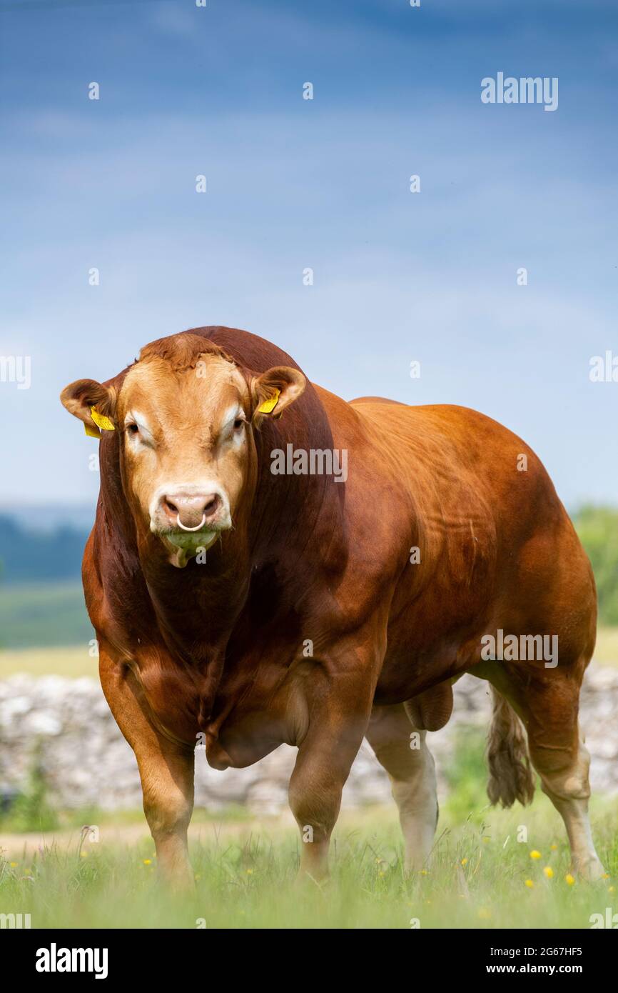 Pedigree Limousin bull with herd of cows in pasture. Forest of Bowland ...