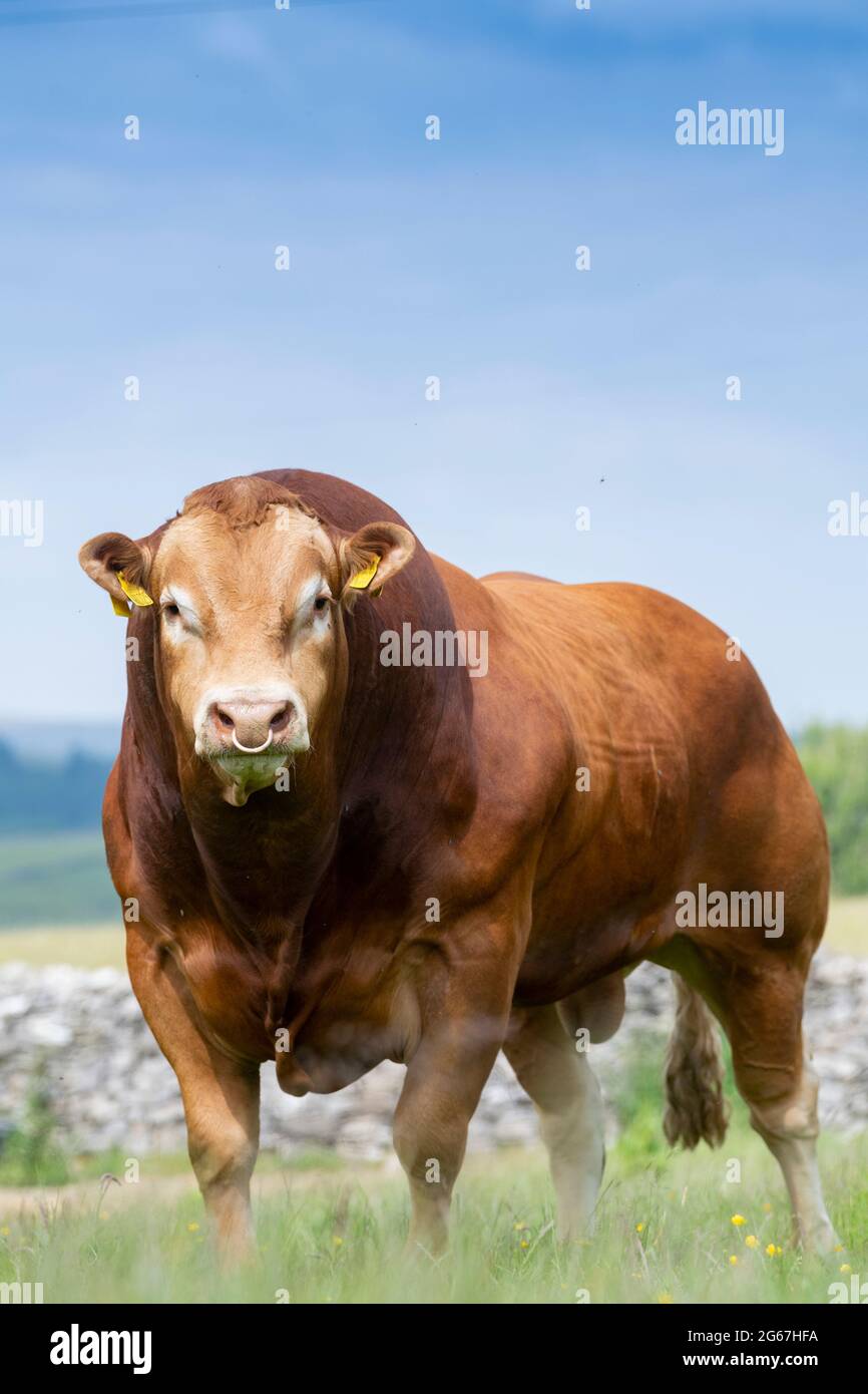 Pedigree Limousin bull with herd of cows in pasture. Forest of Bowland ...