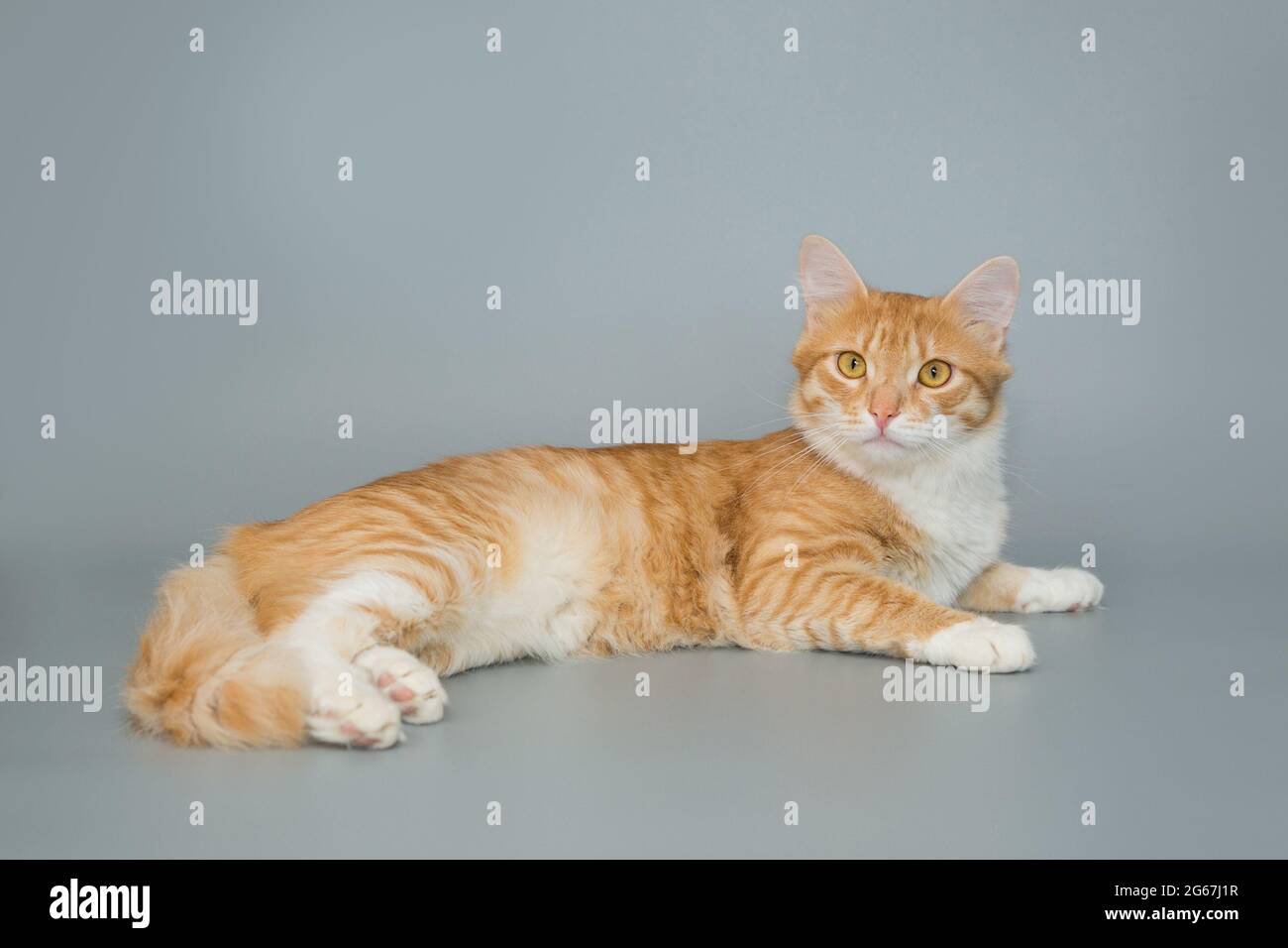 Beautiful red cat on a gray background, age 10 months Stock Photo - Alamy