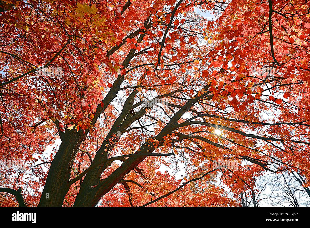 Low angle view of the maple tree with a lens flare Stock Photo - Alamy
