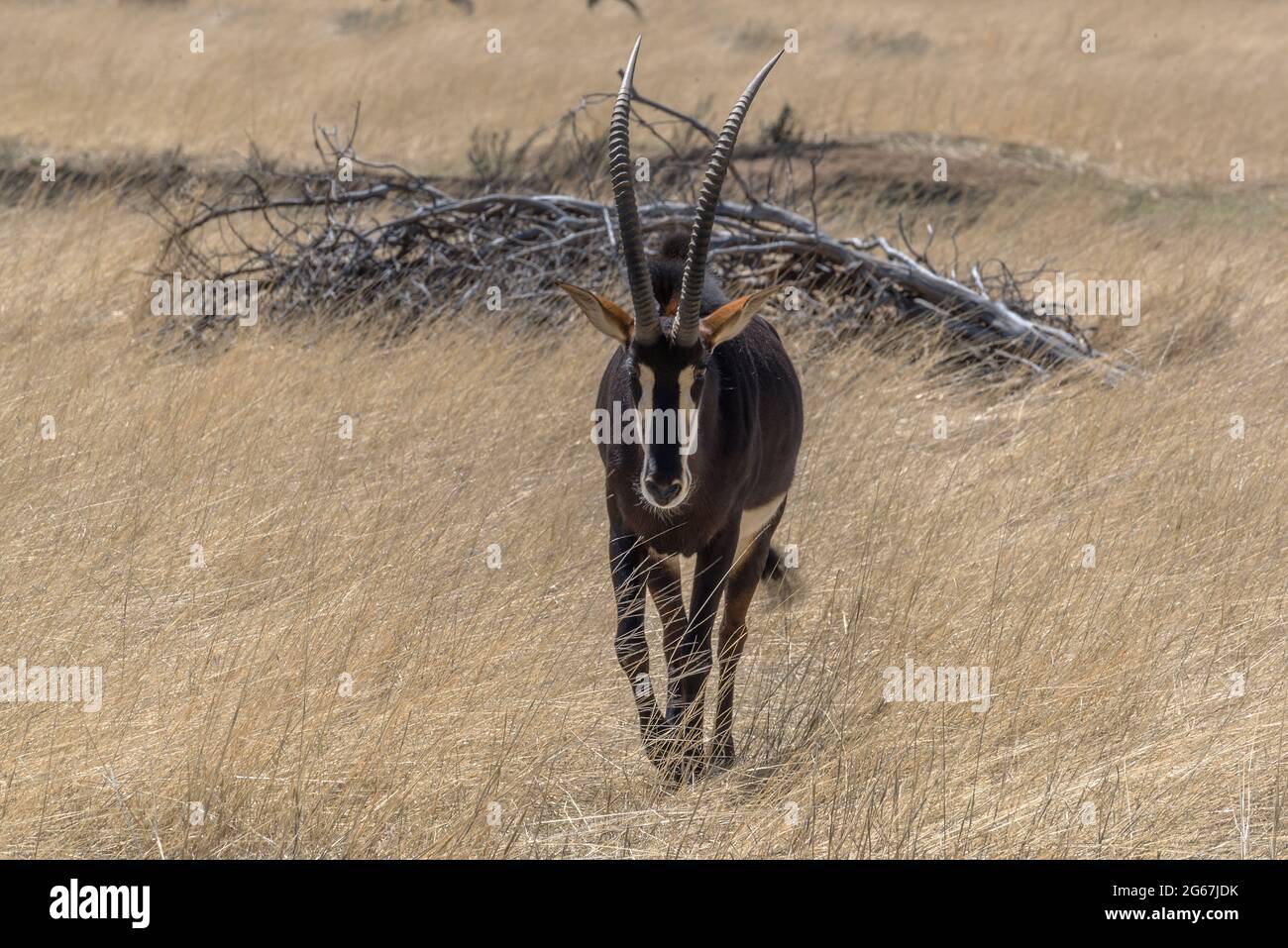 Sable antelope in the high grass on a sunny day, Namibia Stock Photo ...