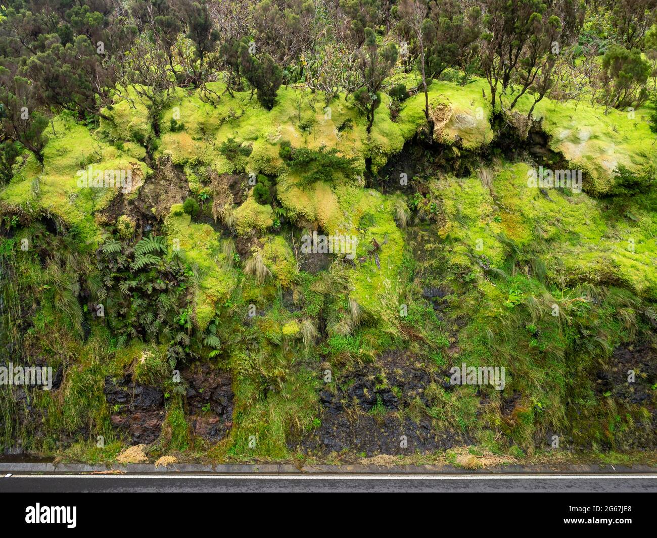 Roadside rock wall covered in sphagnum moss Stock Photo - Alamy