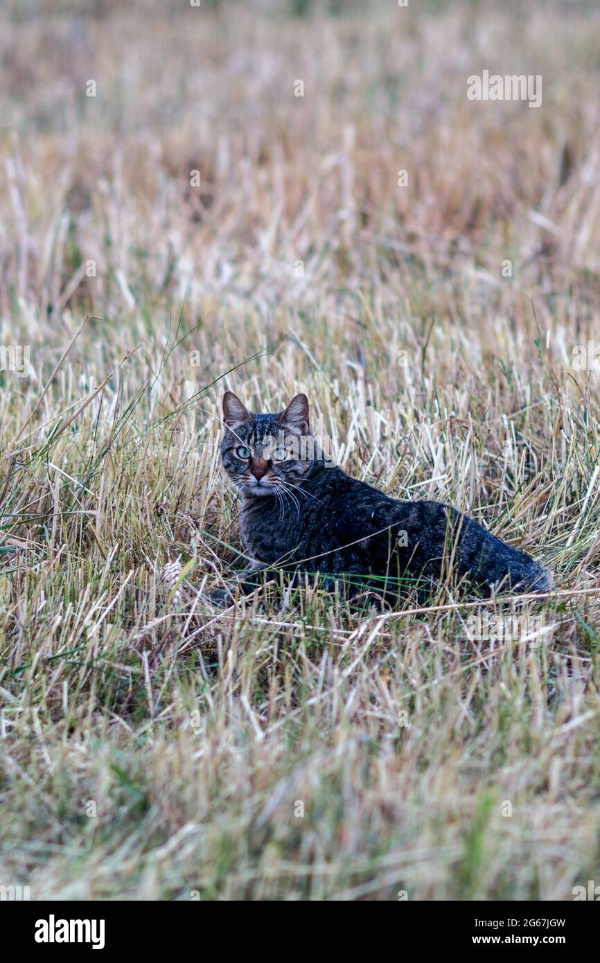Cat in the field hi-res stock photography and images - Alamy
