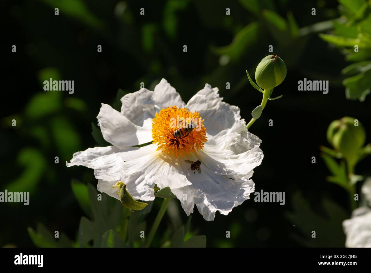 Oak tree bee hi-res stock photography and images - Alamy