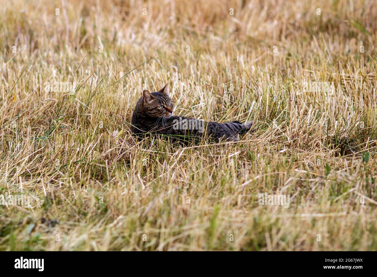 Cat in the field hi-res stock photography and images - Alamy
