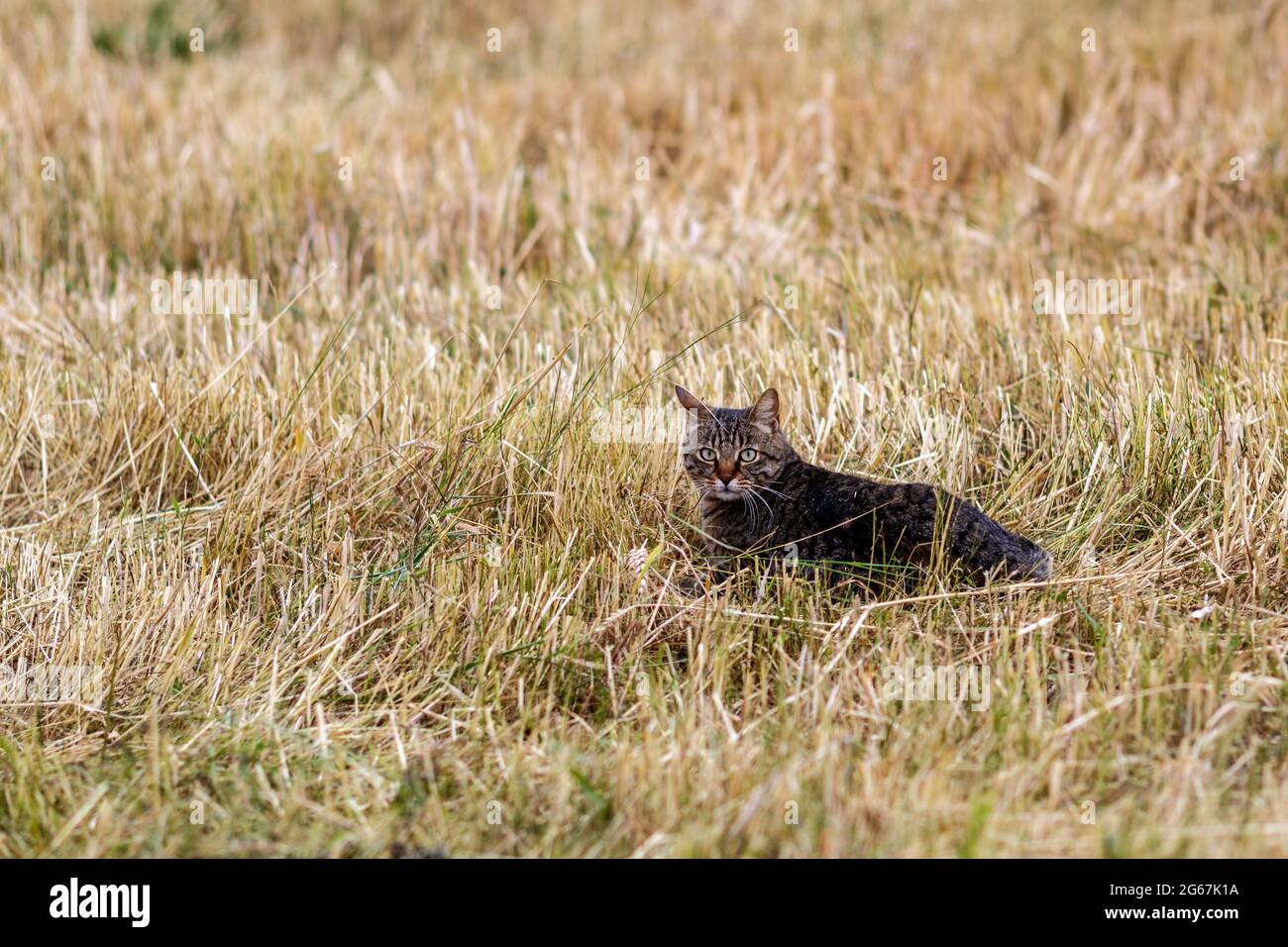 Cat in a field hi-res stock photography and images - Alamy