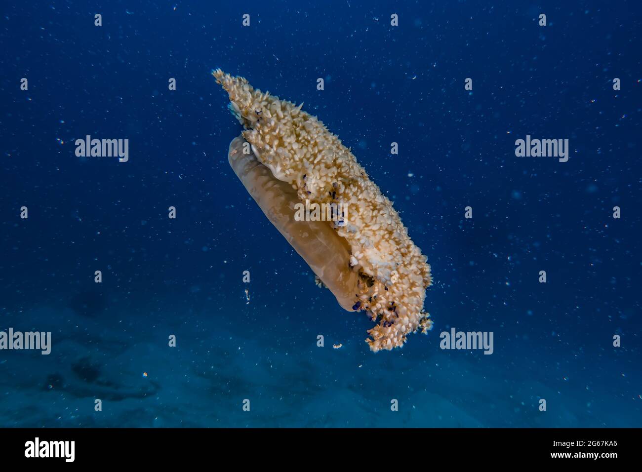 Jelly fish in the Red Sea colorful and beautiful, Eilat Israel Stock ...