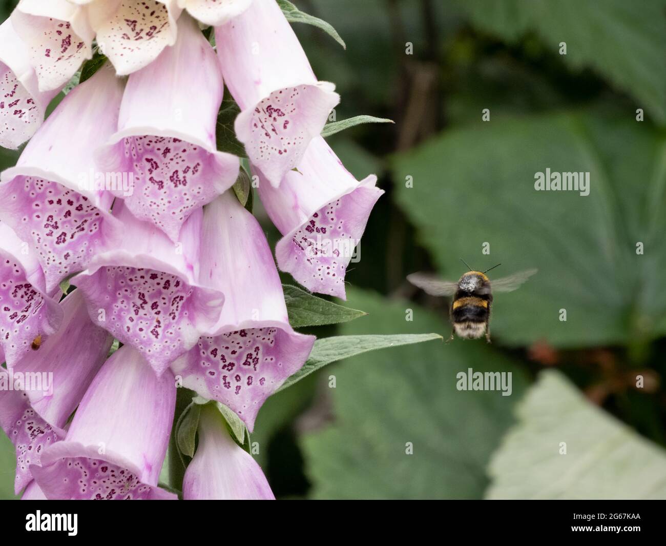foxglove, digitalis and bee Stock Photo - Alamy