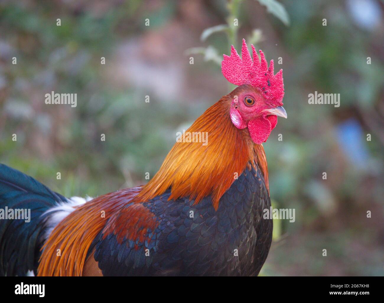 Close-up of colorful rooster (Gallus gallus domesticus) eye staring at ...