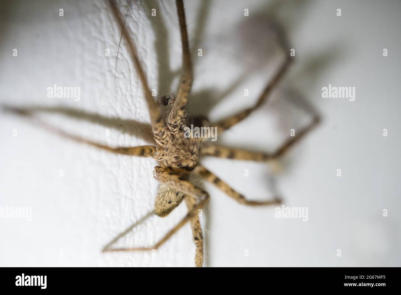 Six eyed common house spider Stock Photo - Alamy