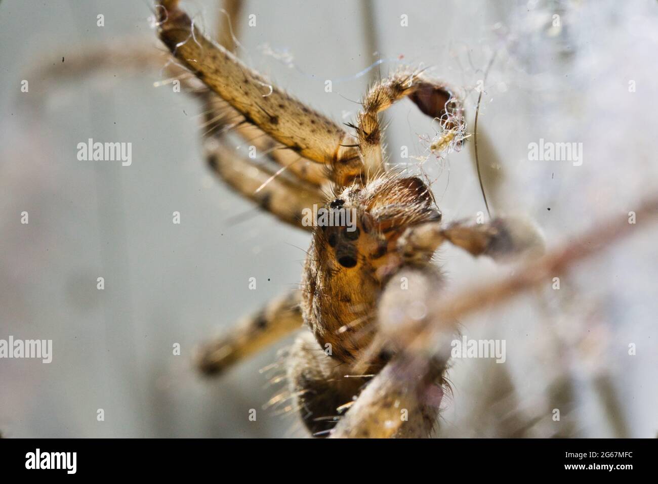 Six eyed common house spider Stock Photo - Alamy