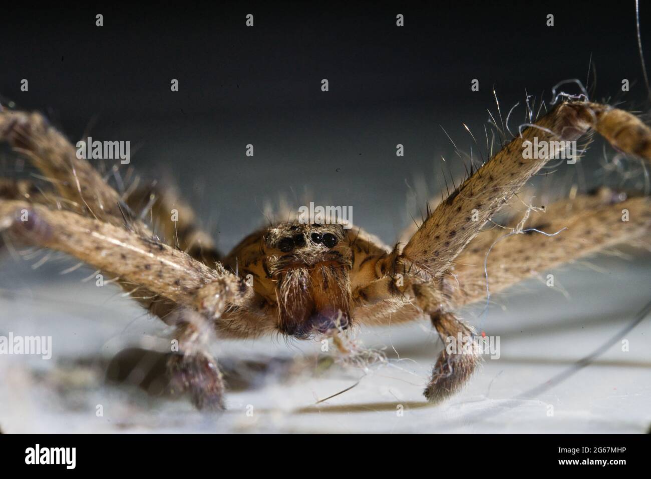 Six eyed spider hi-res stock photography and images - Alamy