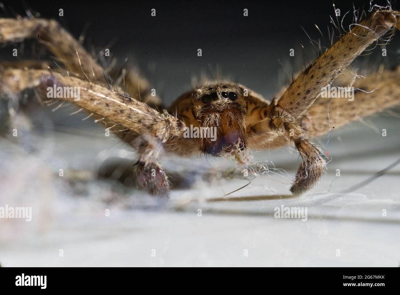 Six eyed common house spider Stock Photo - Alamy