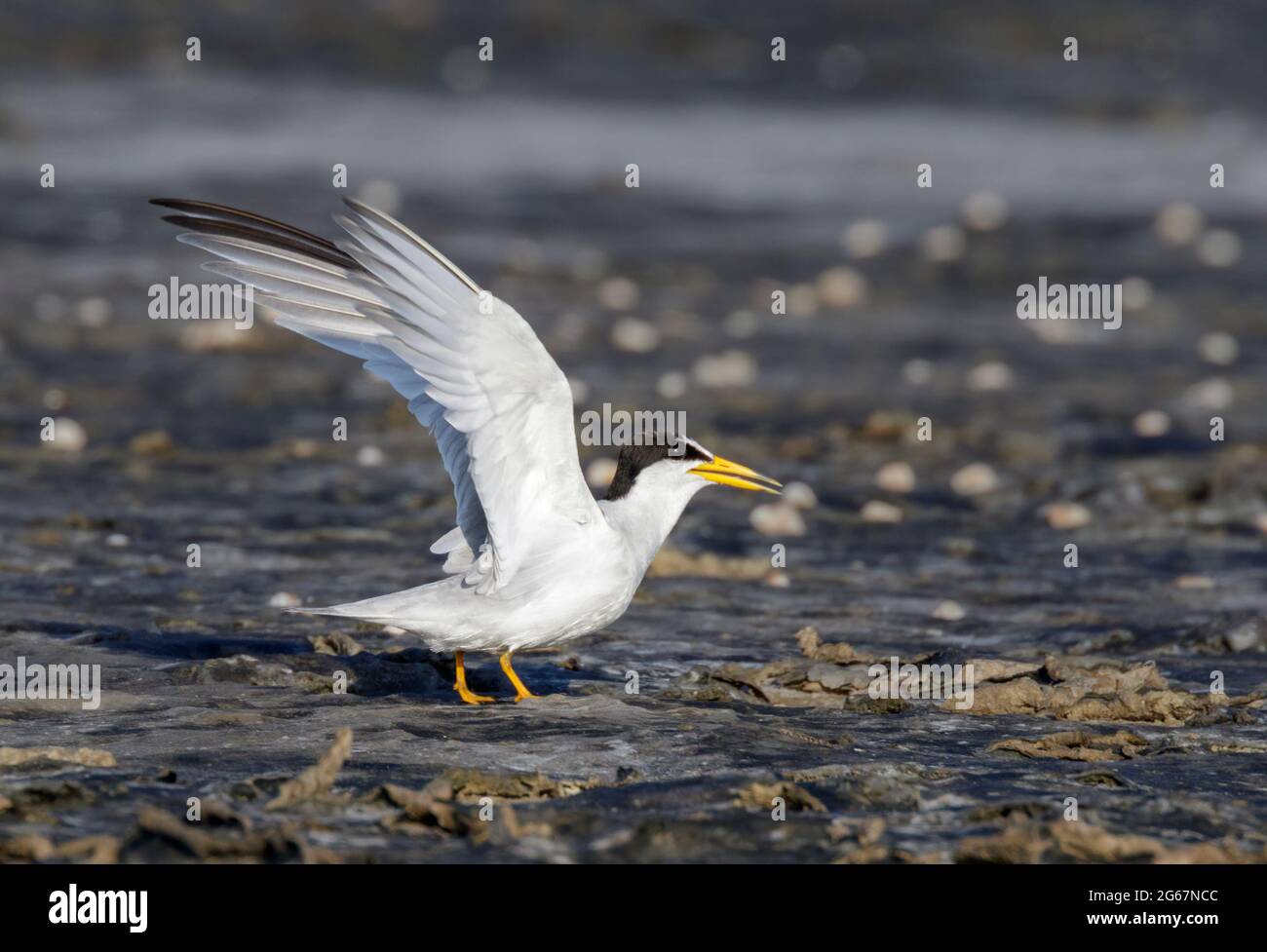 Least tern (Sternula antillarum) at the ocean coast with shells and ...