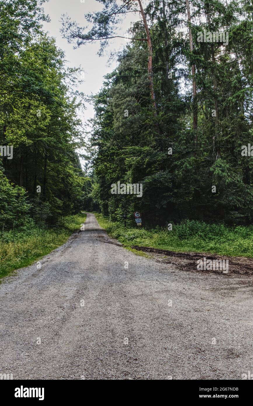 scenic view of a forest trail in summertime Stock Photo - Alamy