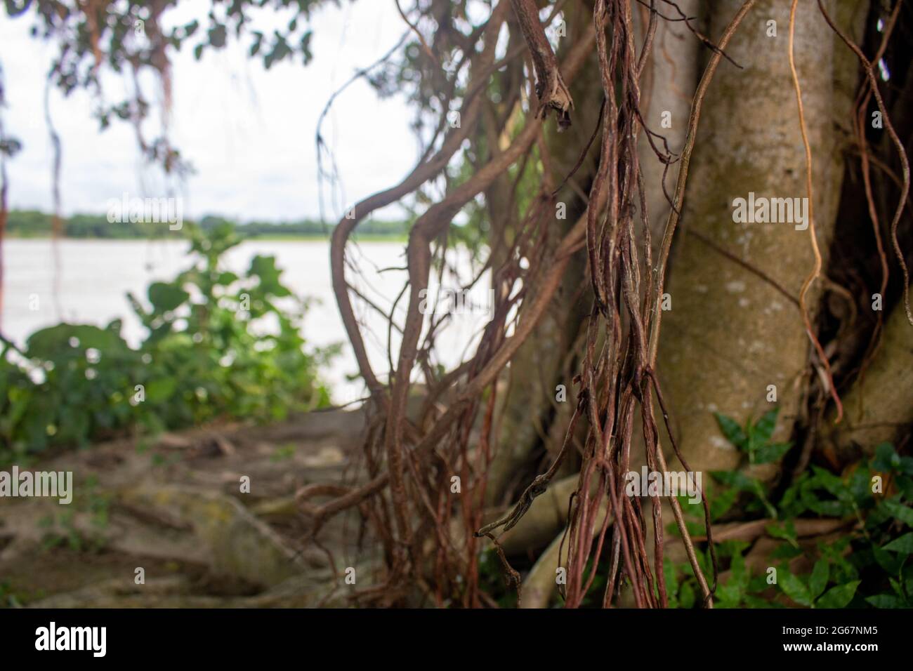 Shot of a large Banyan tree in Bangladesh. Picture of the roots of a ...