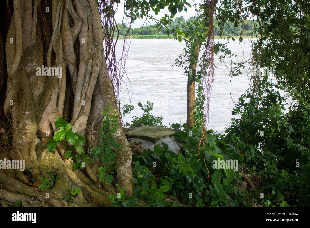 Image of a Banyan tree. Pictures of wild trees on the banks of the ...