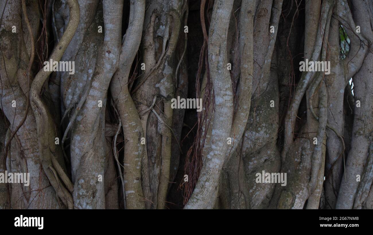 Image of the roots of a large bot tree. Pictures of wild trees. Picture ...