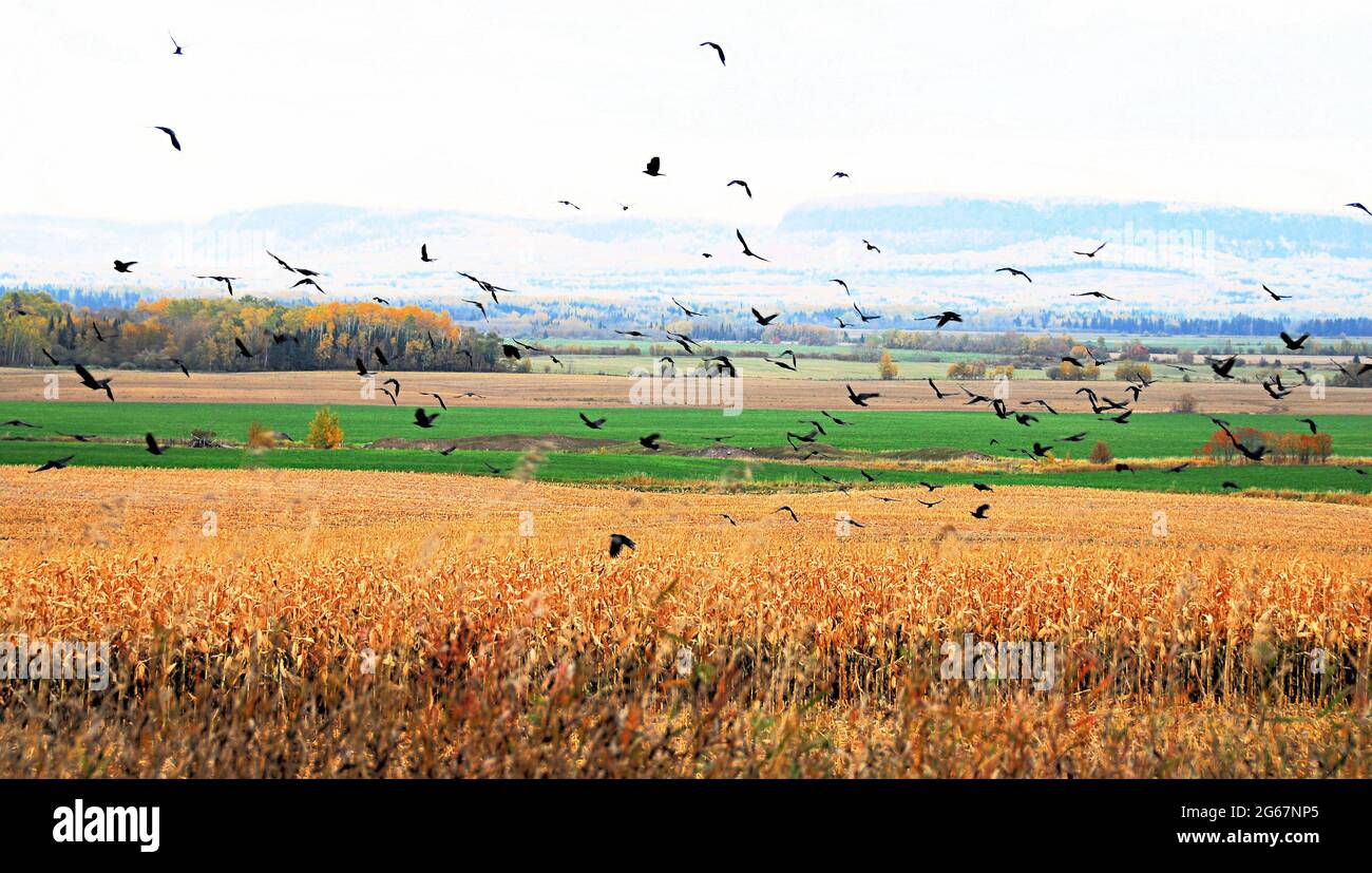 Thunder birds hi-res stock photography and images - Alamy