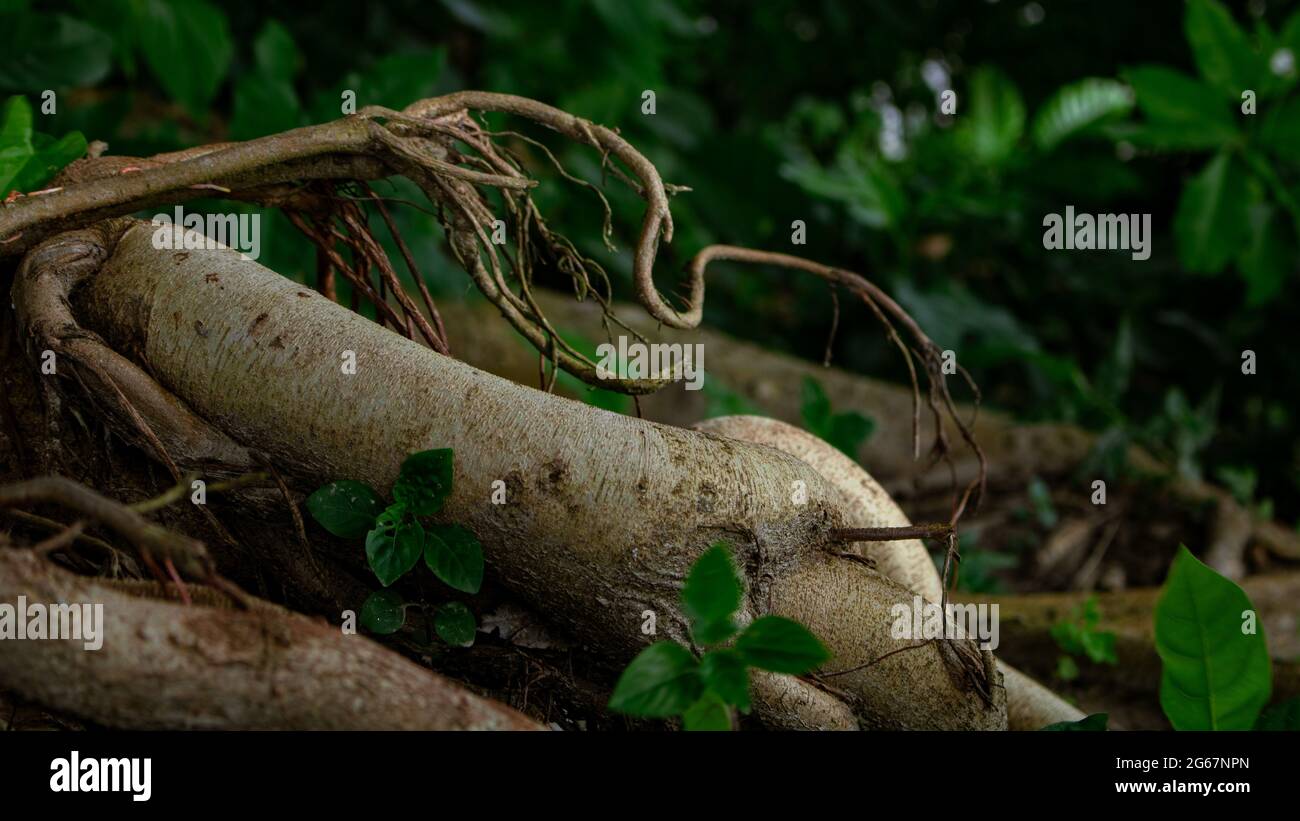 Picture of the roots of a large Banyan tree along the river. A banyan ...