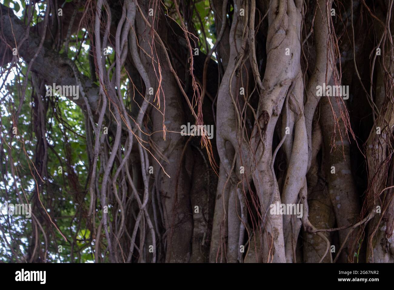 Image of the roots of a large bot tree. Pictures of wild trees. Picture ...