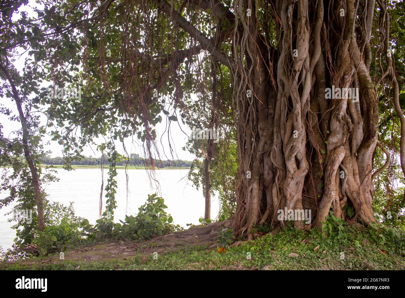 Image of a Banyan tree. Pictures of wild trees on the banks of the ...