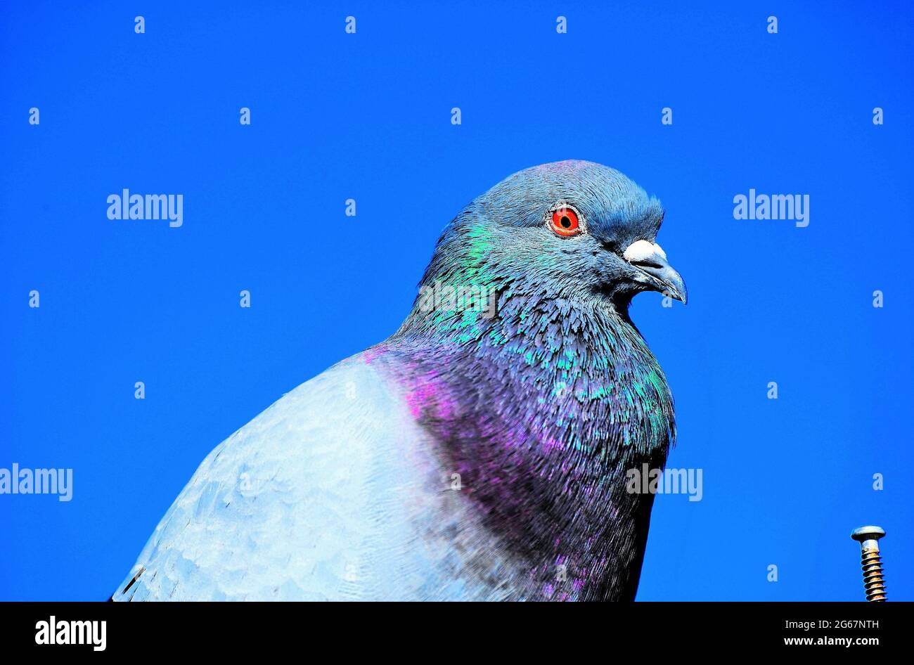 Pigeon toed hi-res stock photography and images - Alamy
