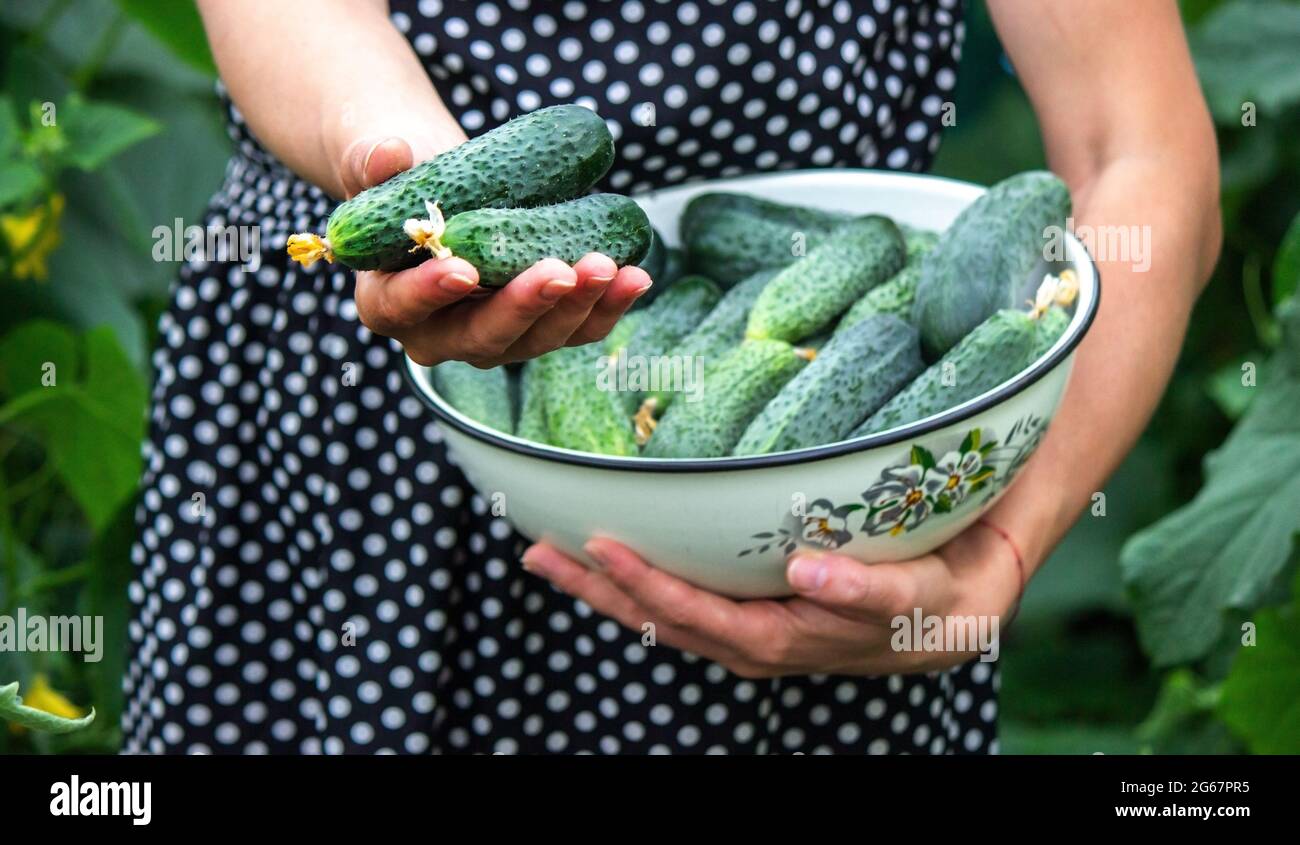 Mans hand holding vegetable on hi-res stock photography and images - Alamy