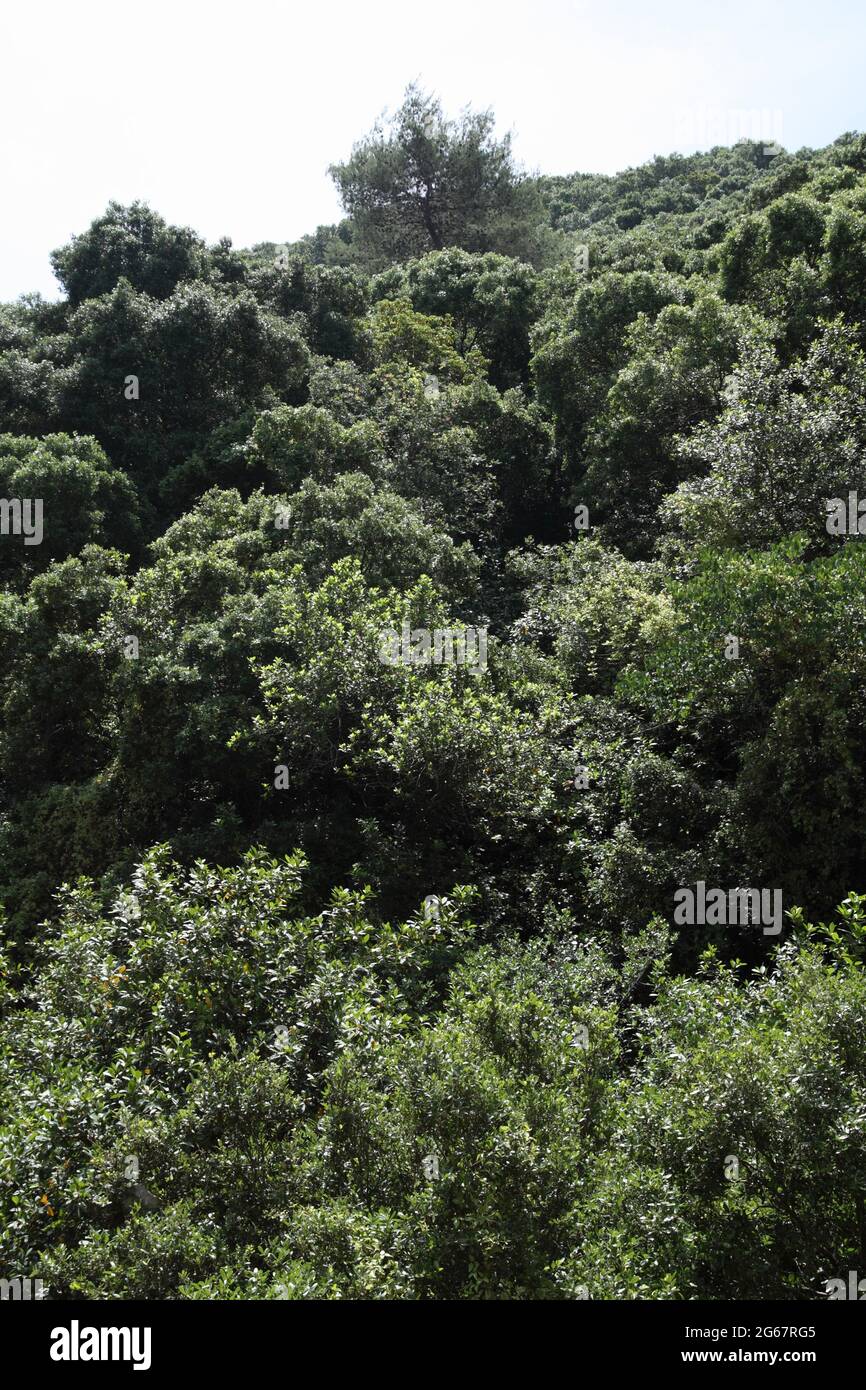 Palestine Oak Trees or Quercus Calliprinos on Mount Carmel, remnant of ...