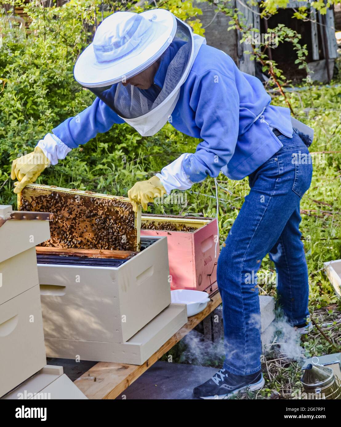 Nuc hive hi-res stock photography and images - Alamy