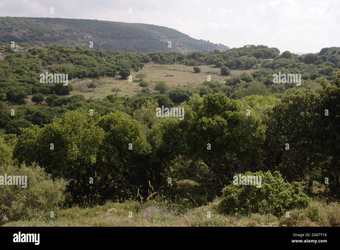 Palestine Oak Trees or Quercus Calliprinos in Upper Galilee, remnant of ...