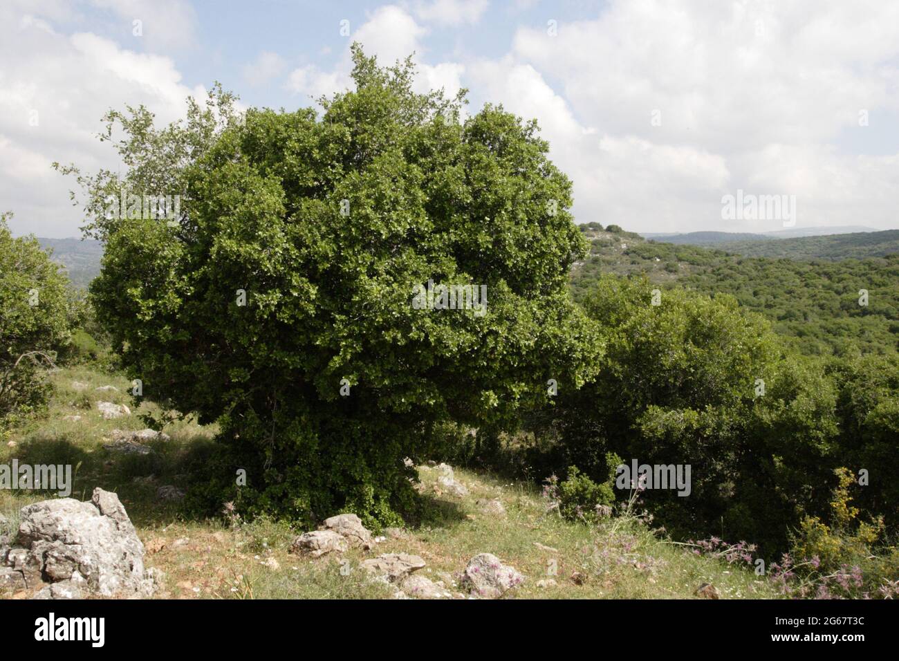 Quercus calliprinos hi-res stock photography and images - Alamy
