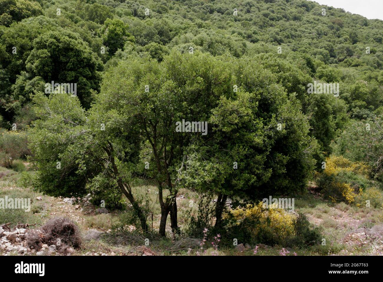 Palestine Oak Trees Or Quercus Calliprinos In Upper Galilee Remnant Of The Ancient Biblical