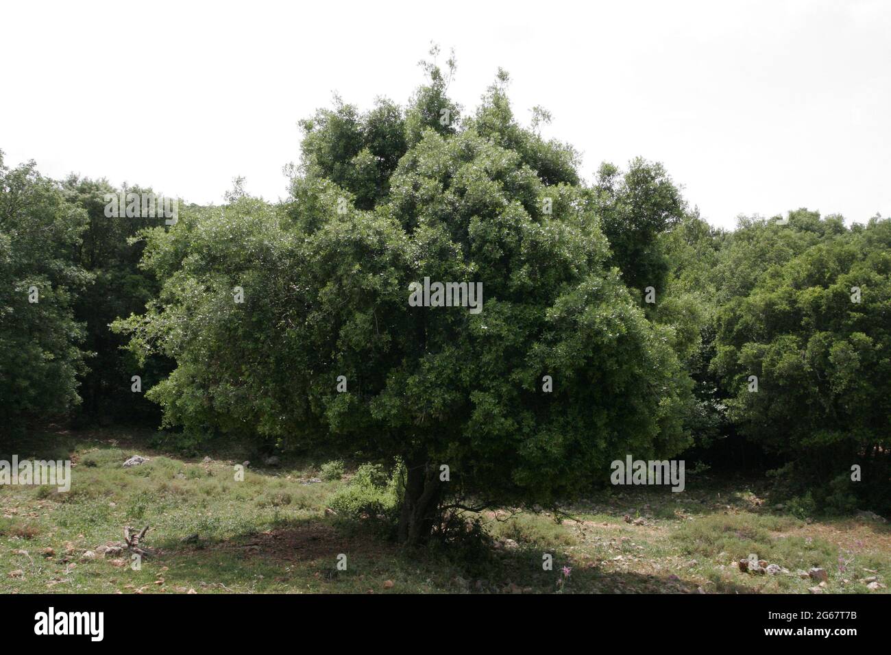 Palestine Oak Trees or Quercus Calliprinos in Upper Galilee, remnant of ...