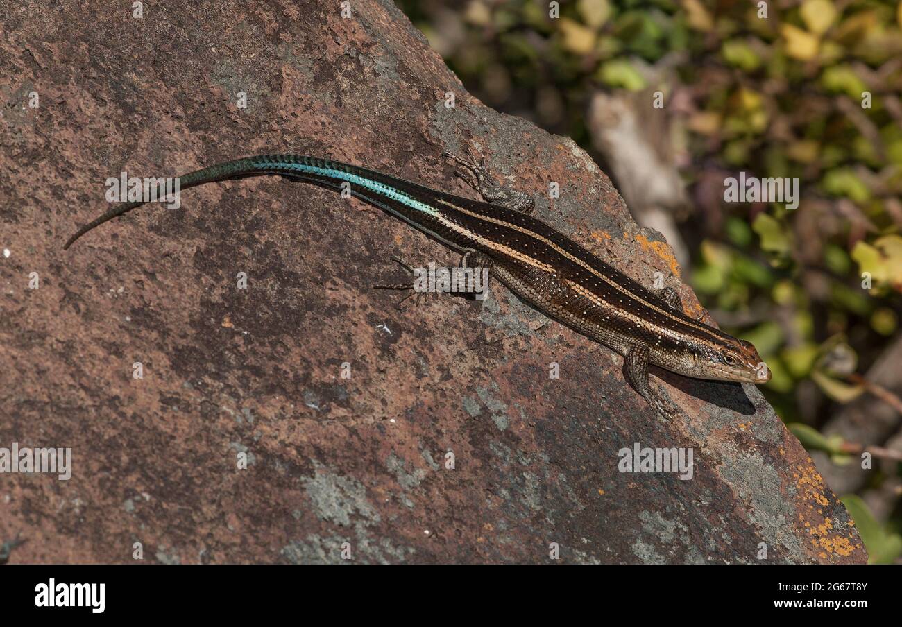 Dwarf Plated Lizard, Gerrhosaurus subtessellatus, South Africa Stock ...