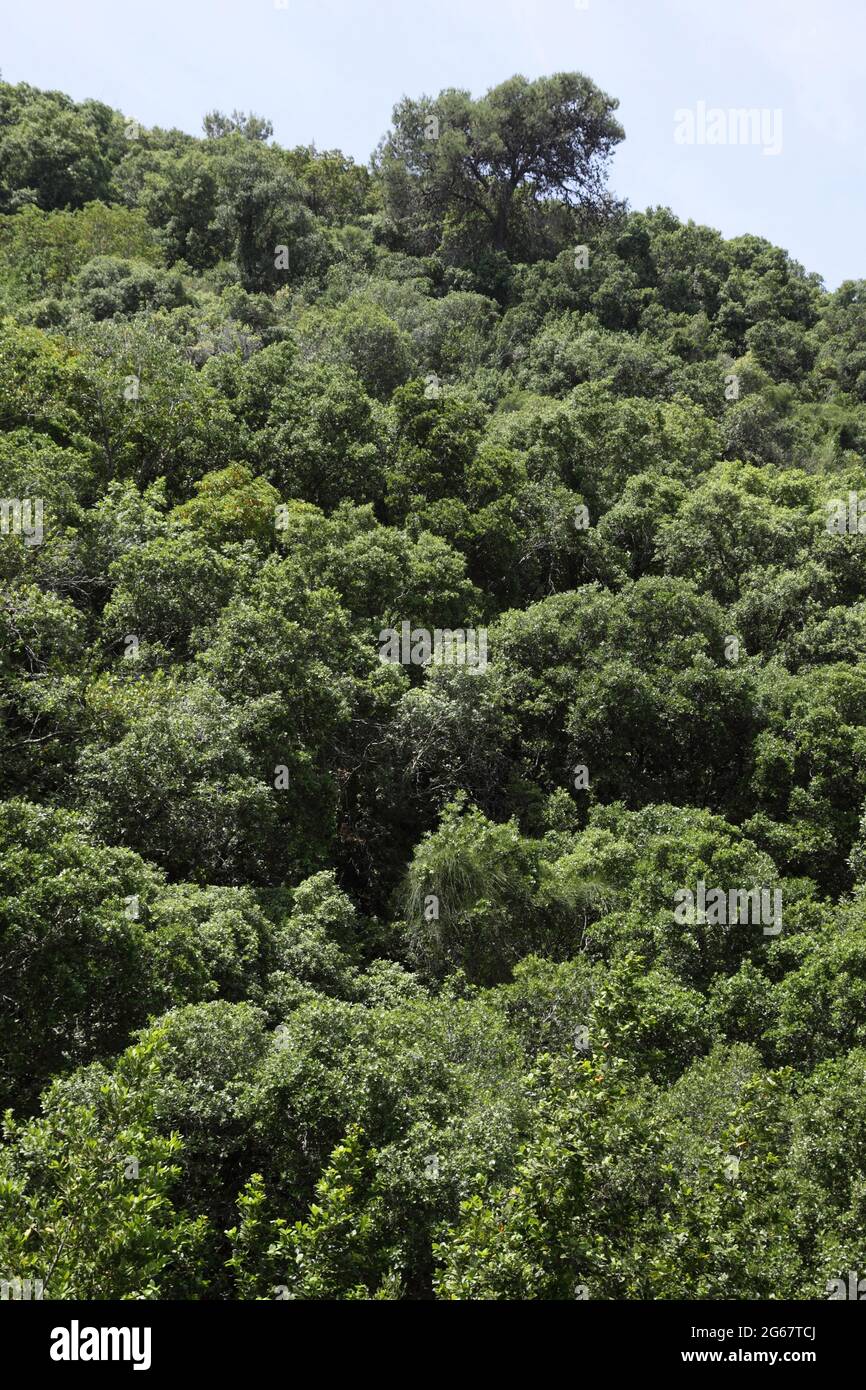 Palestine Oak Trees or Quercus Calliprinos on Mount Carmel, remnant of ...