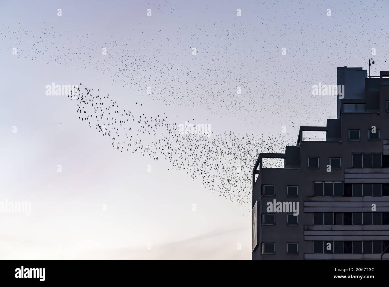 High building roof and a group of flying birds Stock Photo - Alamy