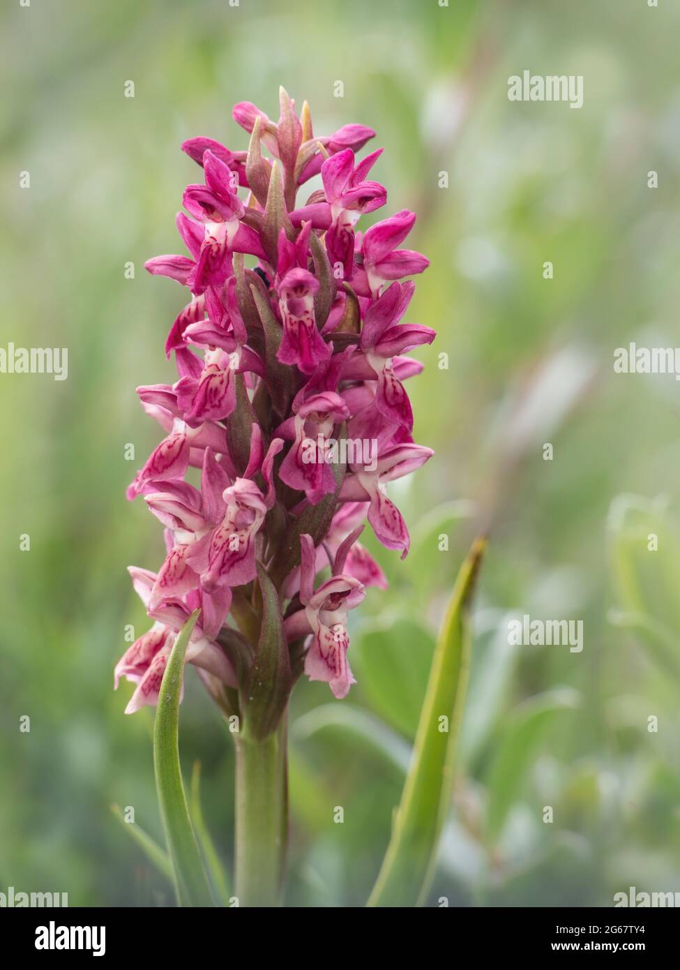 Early Marsh Orchid - Dactylorhiza incarnata coccinea Stock Photo - Alamy