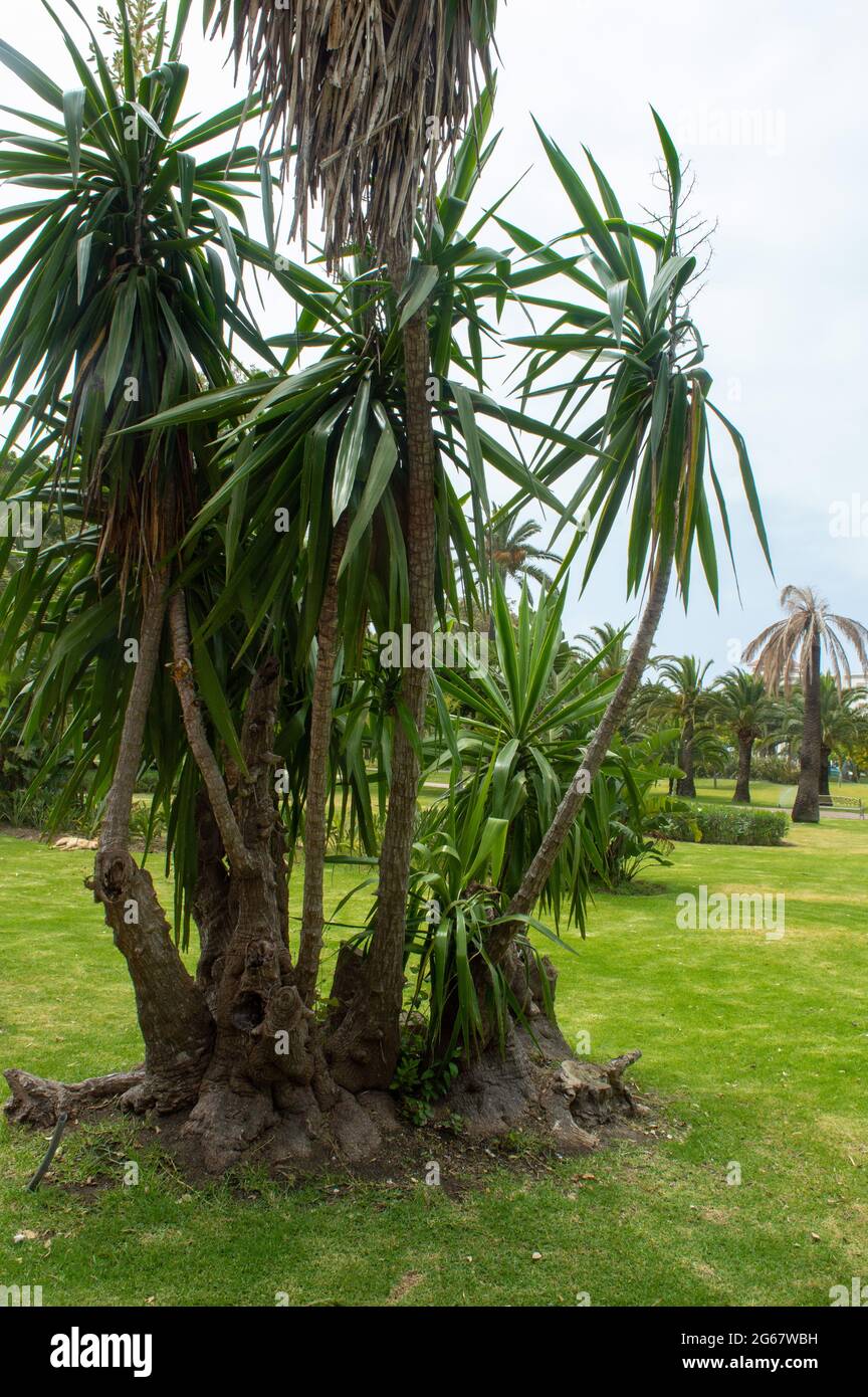 Palm tree close-up in the park. Background of the Palm Tree Stock Photo ...