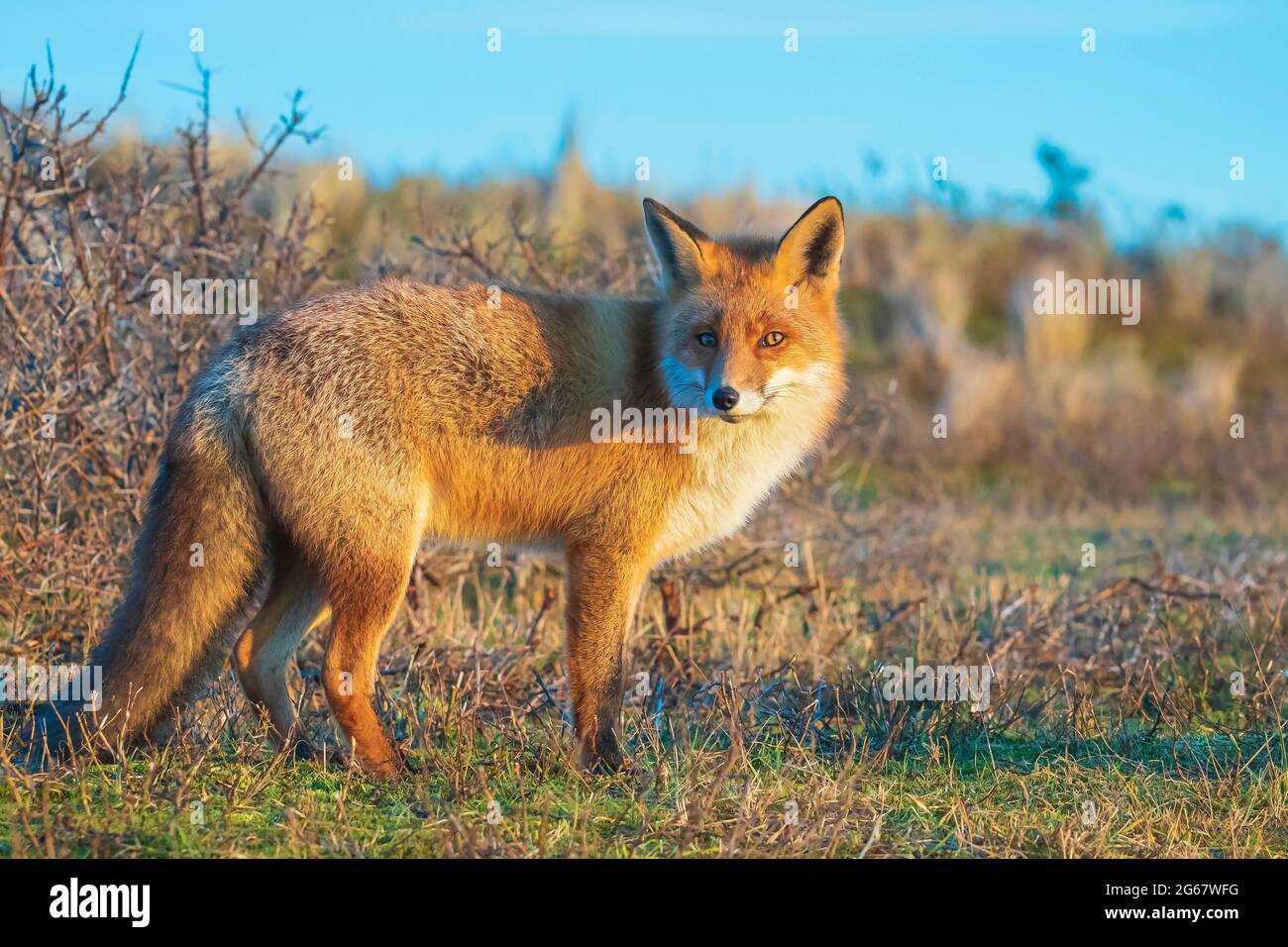 Close-up of a wild red fox, vulpes vulpes, scavenging during a beautiful sunset Stock Photo - Alamy