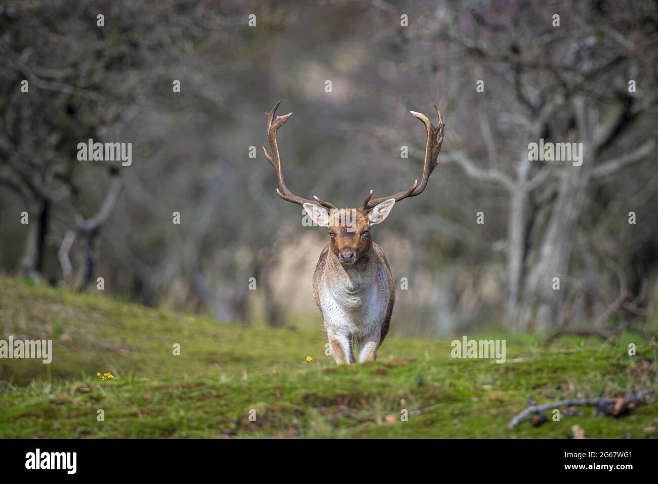 Fallow deer Dama Dama male stag during rutting season. The Autumn ...