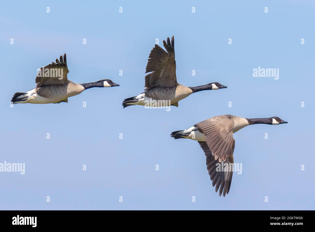 Close-up of Canadian geese Branta canadensis in flight migrating Stock ...