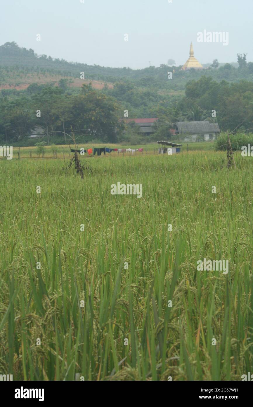 Rice paddies with farmers houses and a golden buddhist pagoda on a hill ...